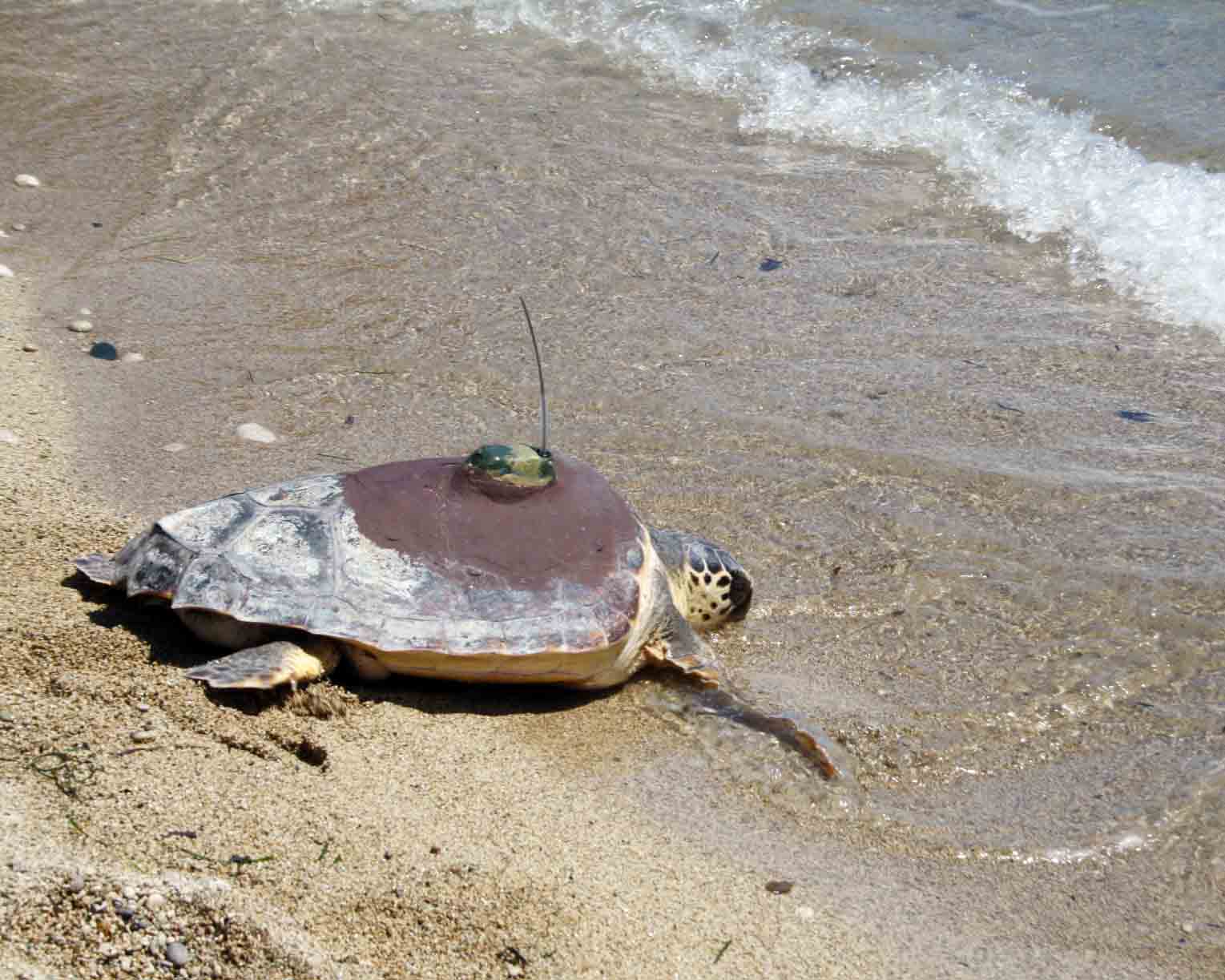 La tortuga Capicúa vuelve al mar – De Vacaciones y Puentes